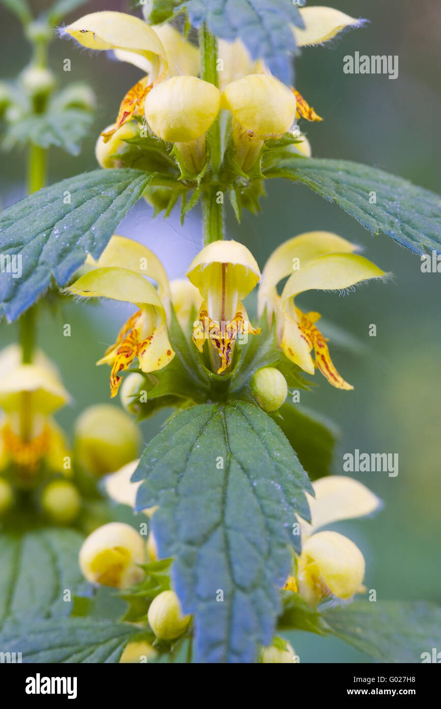 yellow archangel (Lamiastrum galeobdeolon Stock Photo - Alamy