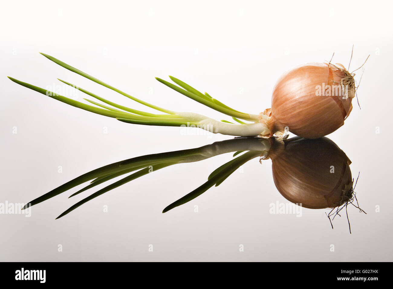 Reflection of onion hi-res stock photography and images - Alamy