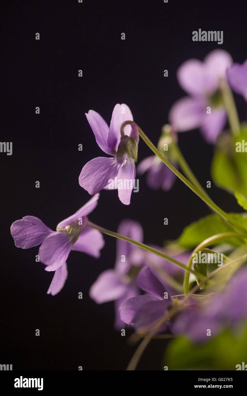 Veilchen violett hi-res stock photography and images - Alamy