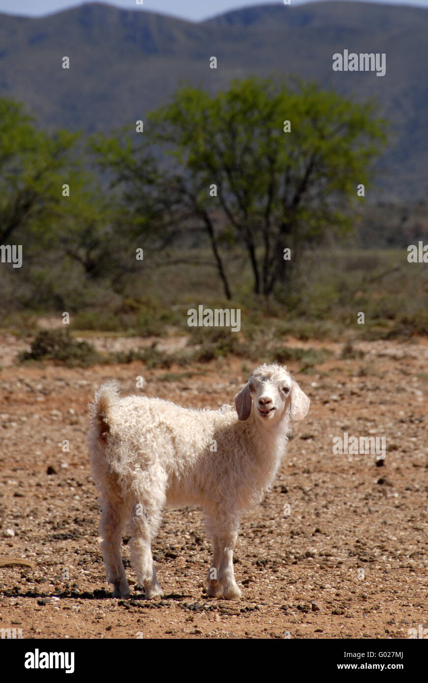 Angora goat south africa hi-res stock photography and images - Alamy