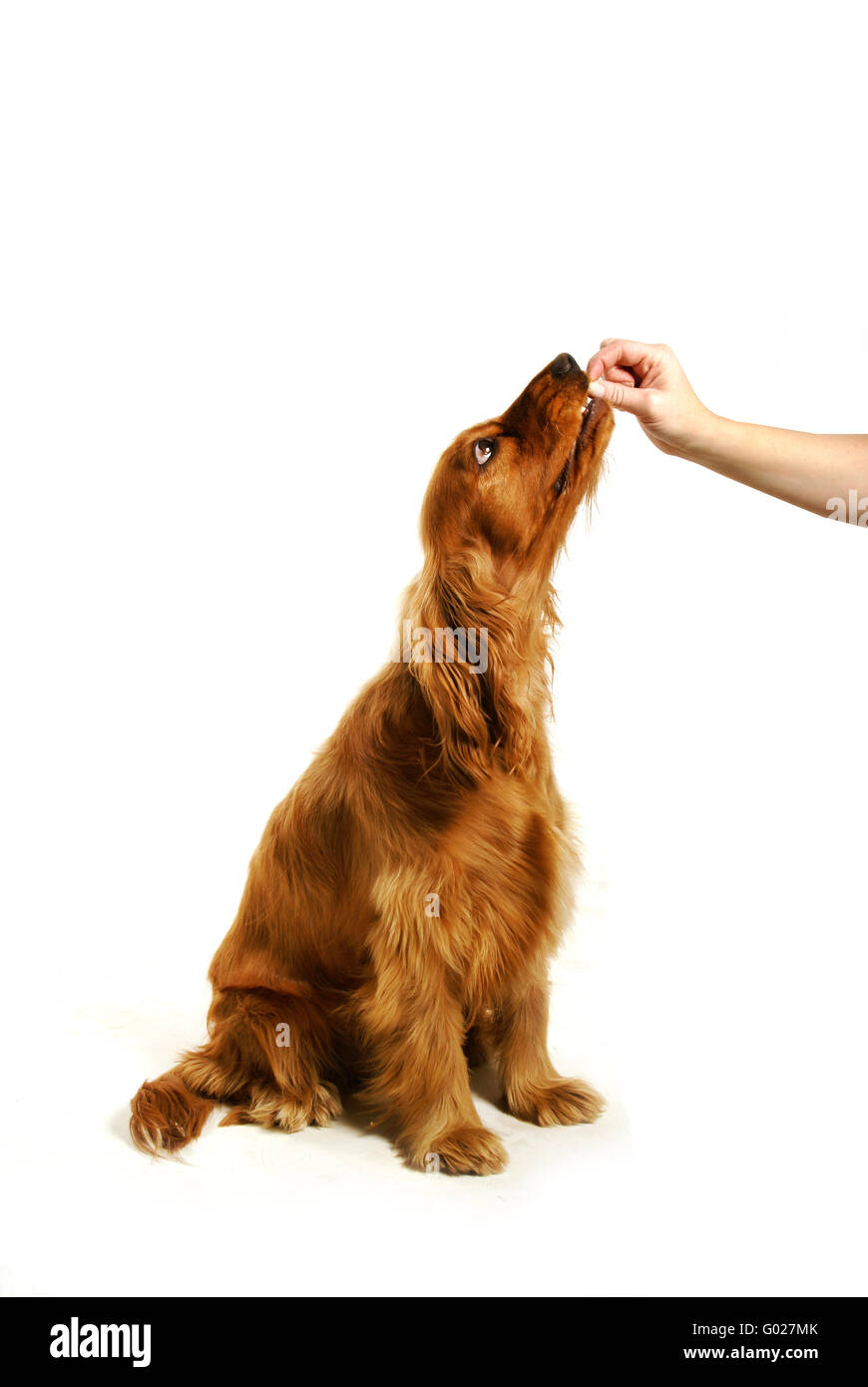 Canine sit Cut Out Stock Images & Pictures - Alamy