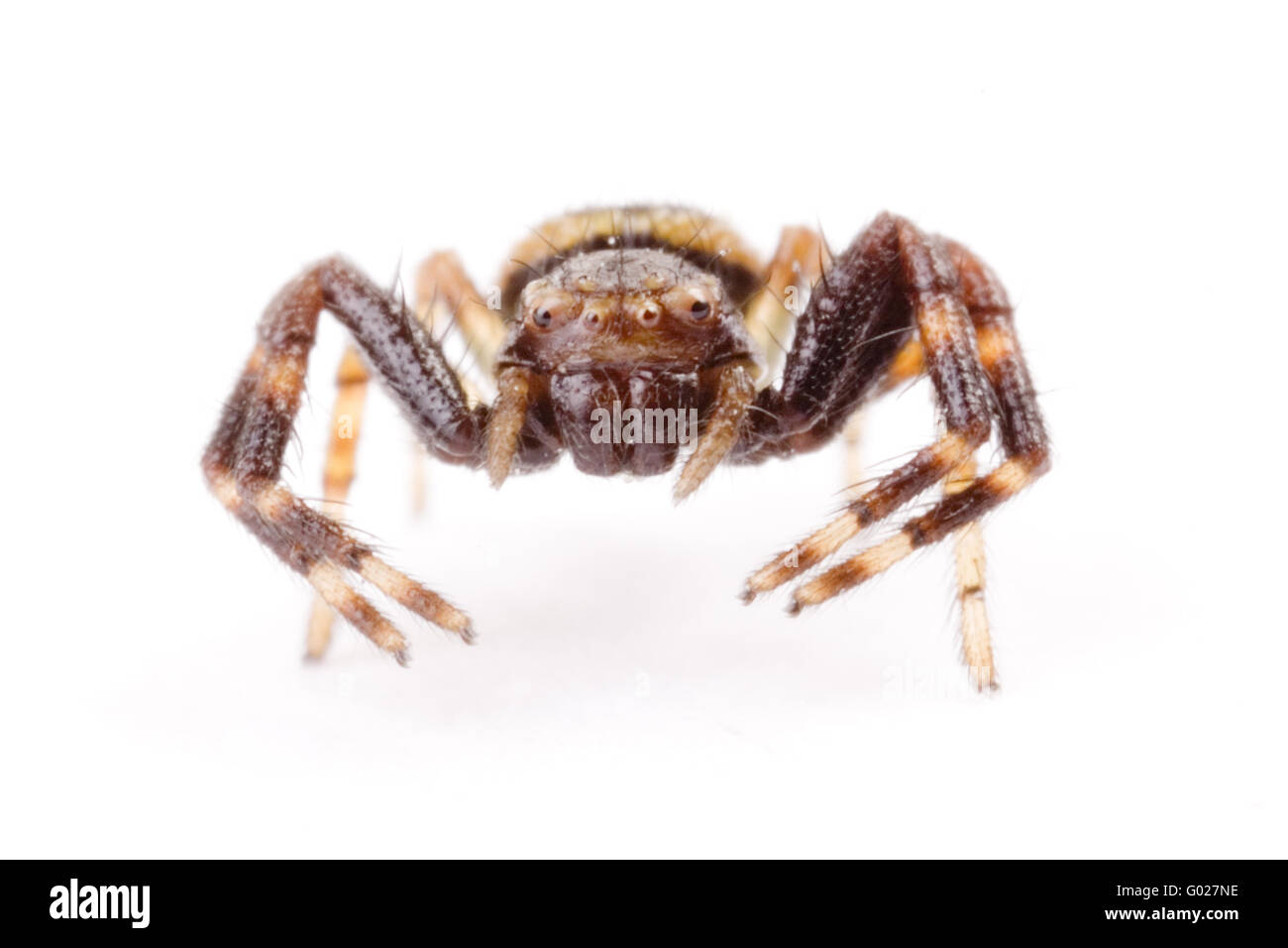 Crab spiders hi-res stock photography and images - Alamy