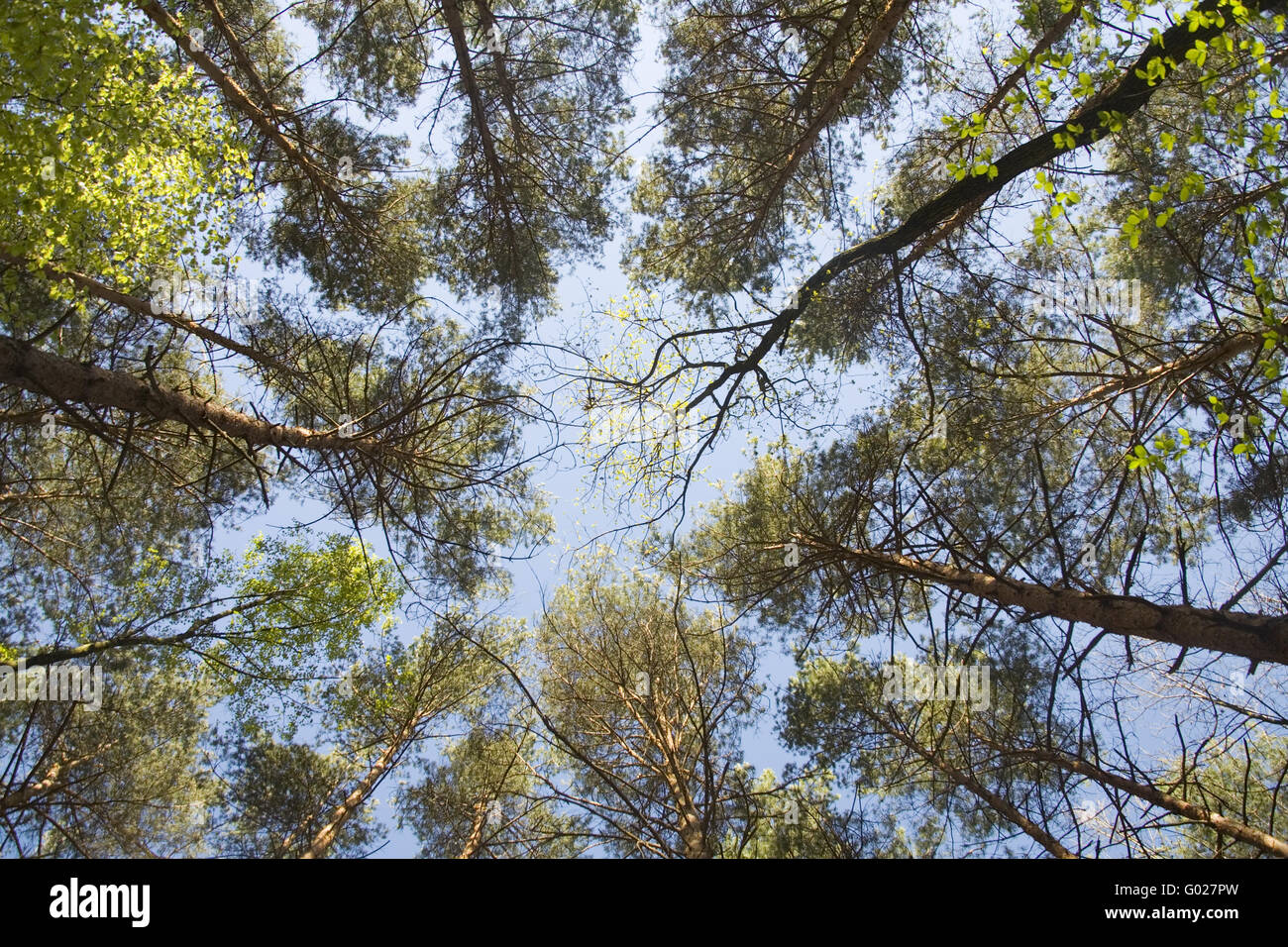 Deciduous lowland forest hi-res stock photography and images - Alamy