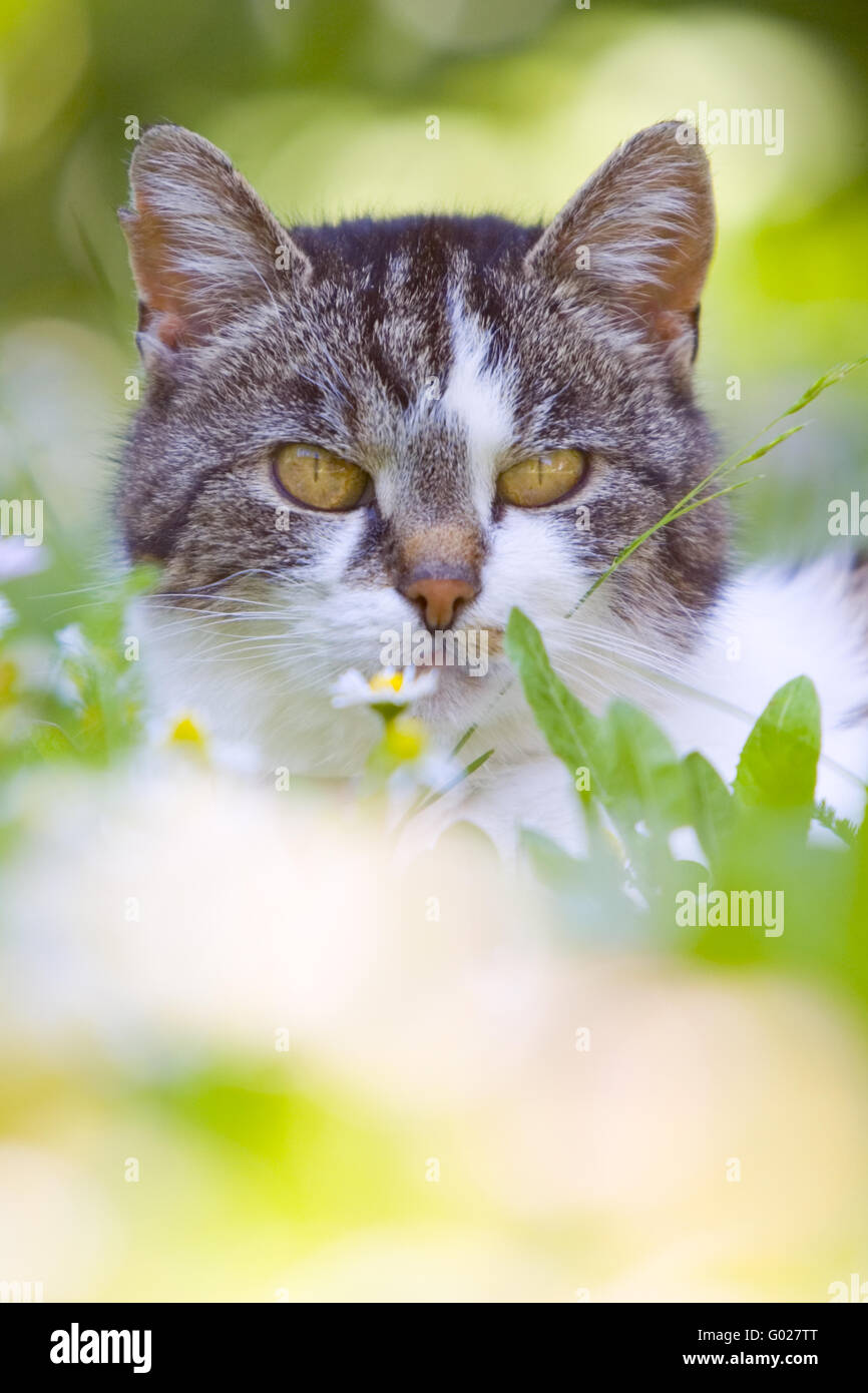 hoase cat on a meadow Stock Photo - Alamy