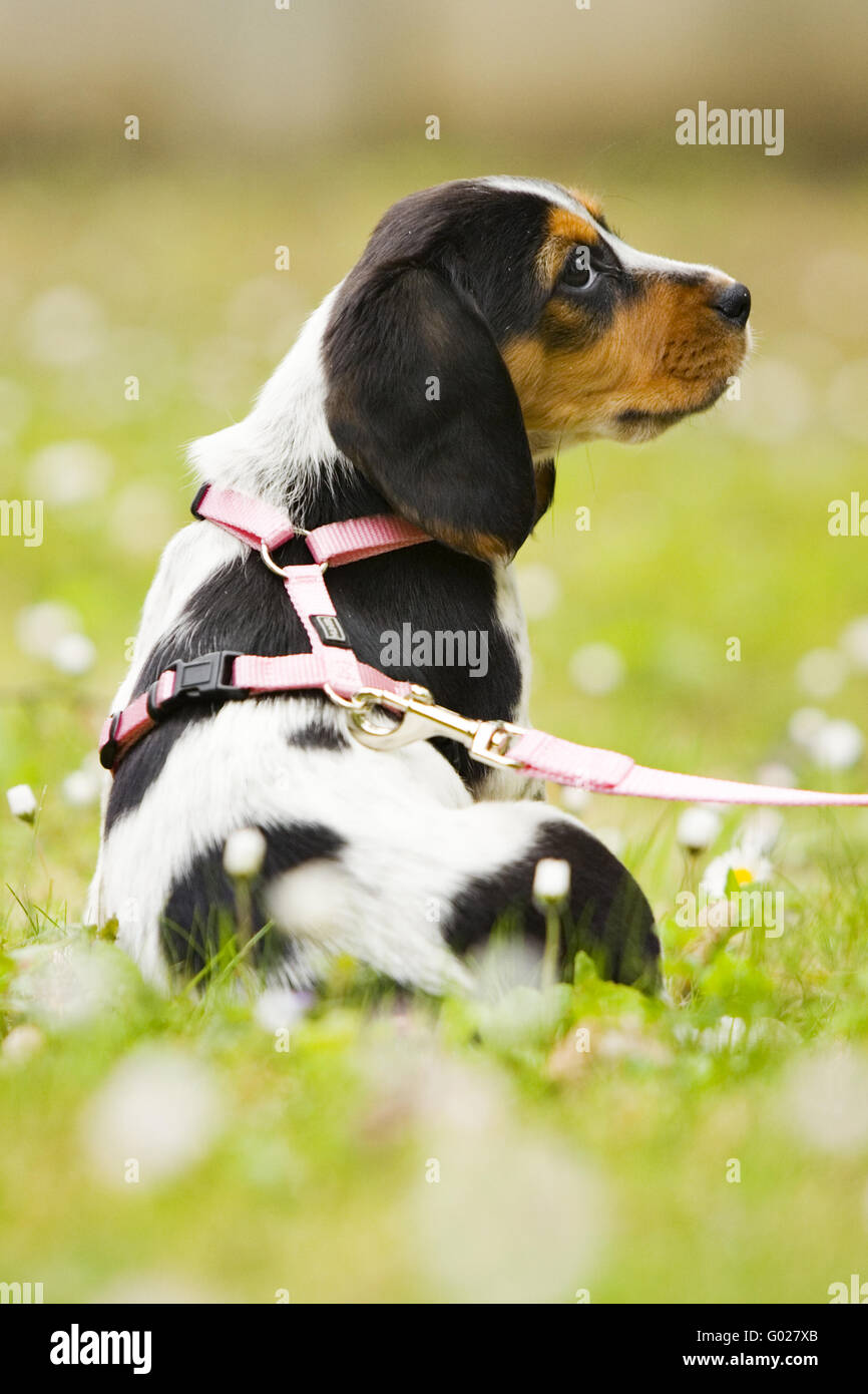 whelp on a meadow Stock Photo - Alamy