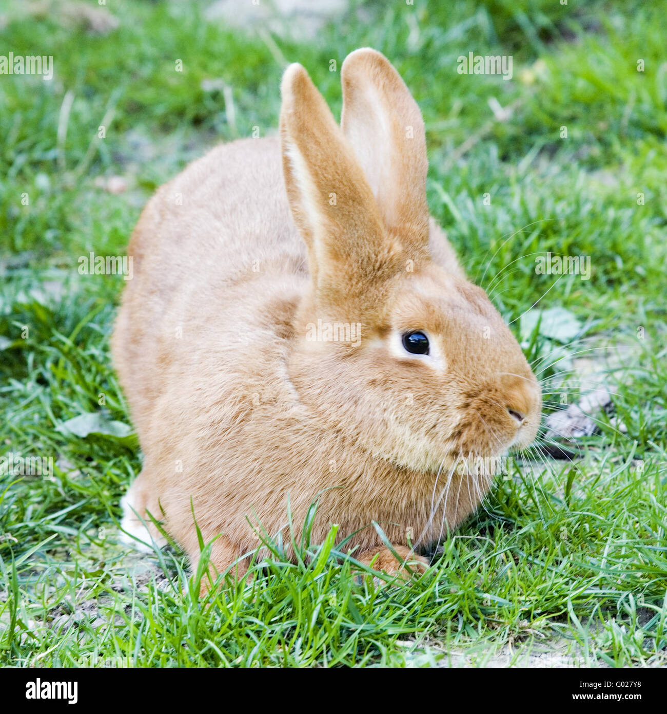 Bunny meadows hi-res stock photography and images - Alamy