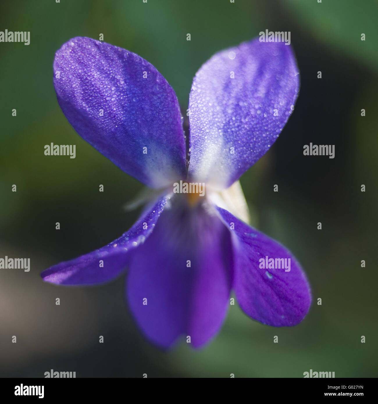 Violets macro hi-res stock photography and images - Alamy
