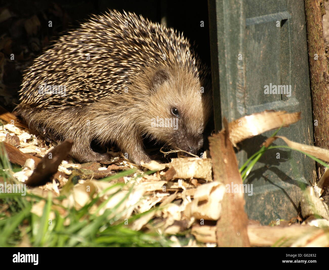 Europaeischer igel hi-res stock photography and images - Alamy