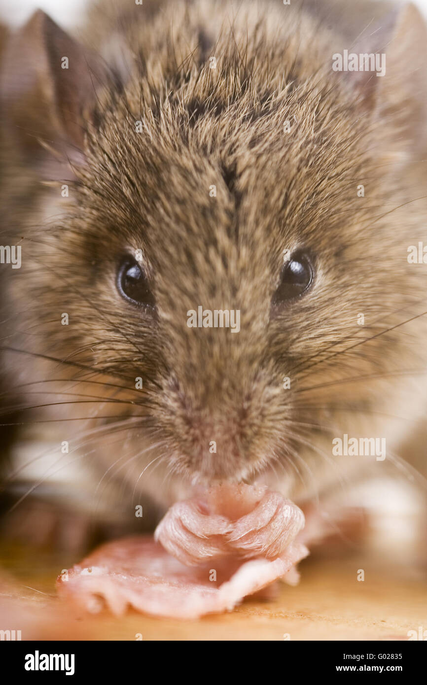 house mouse (mus musculus Stock Photo - Alamy