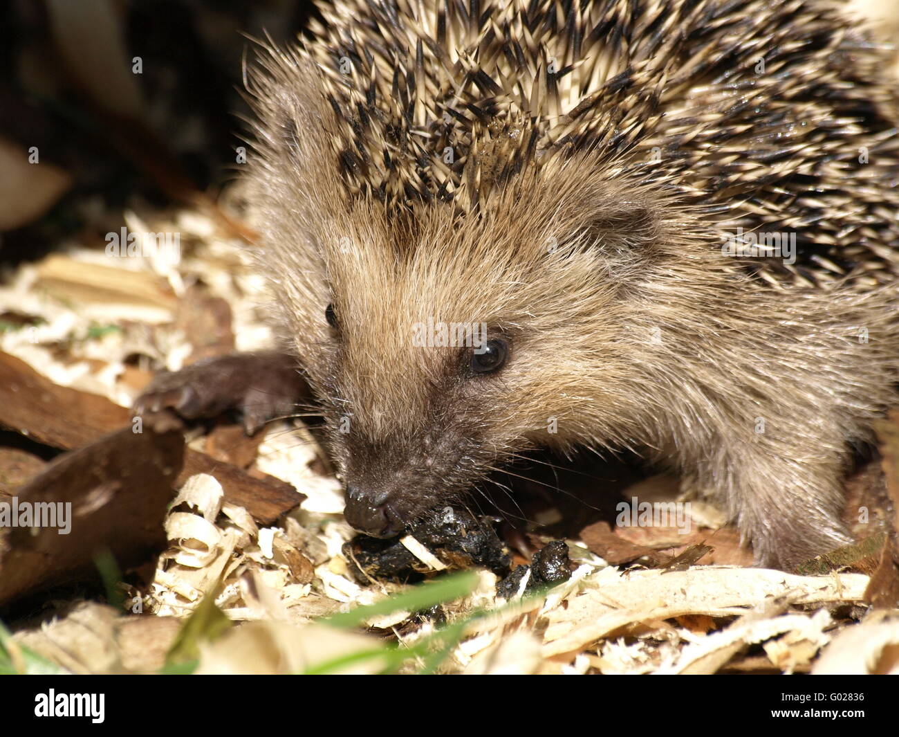 Europaeischer igel hi-res stock photography and images - Alamy