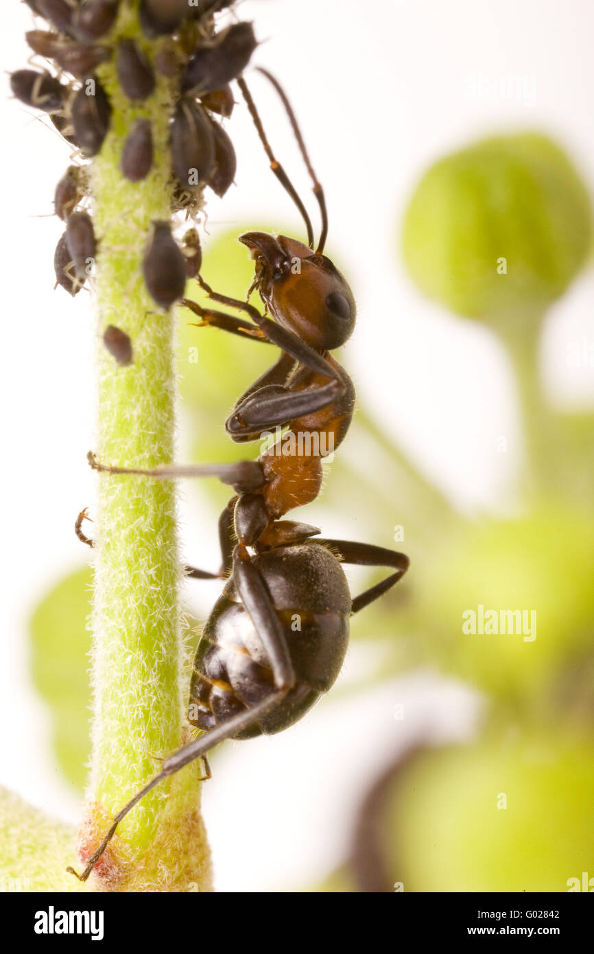Schwarze waldameise hi-res stock photography and images - Alamy
