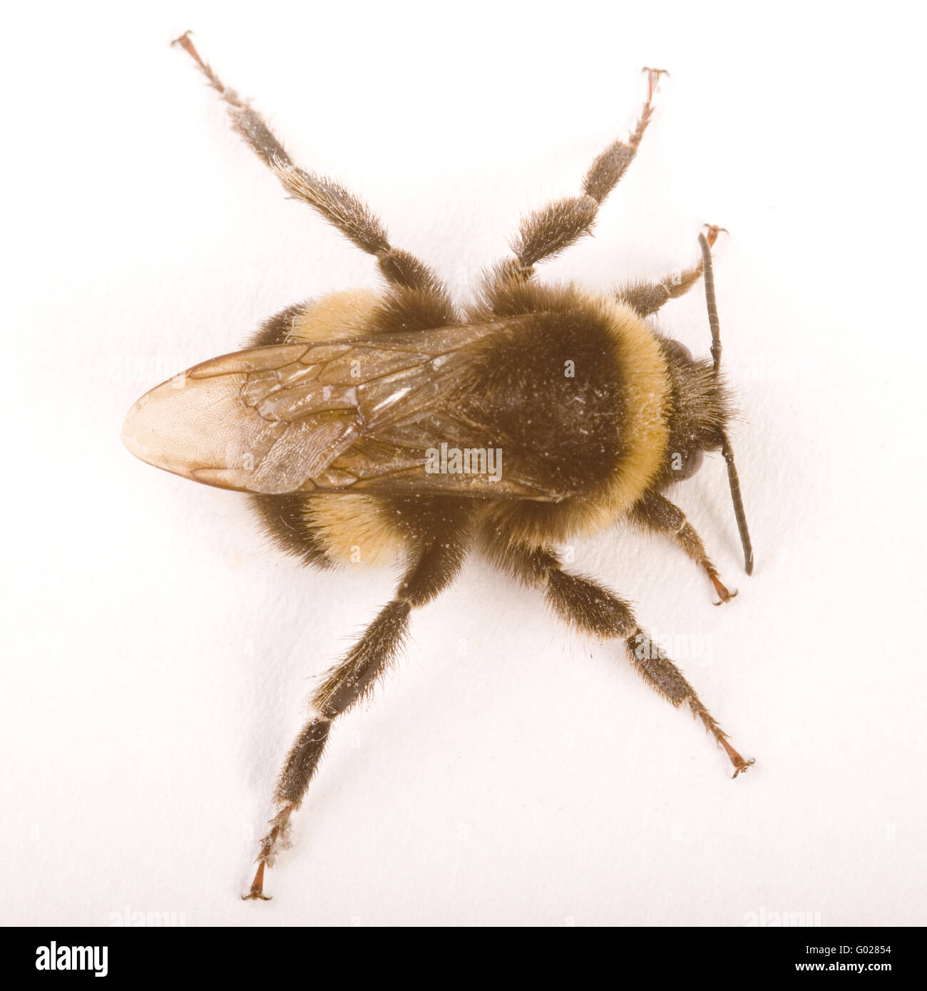 Bumblebee insects hi-res stock photography and images - Alamy