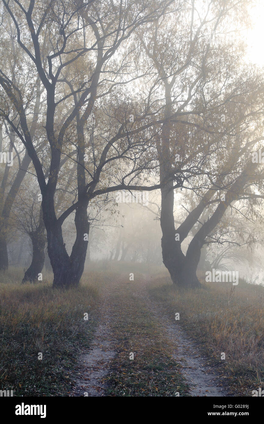 Cool Dear High Resolution Stock Photography and Images - Alamy