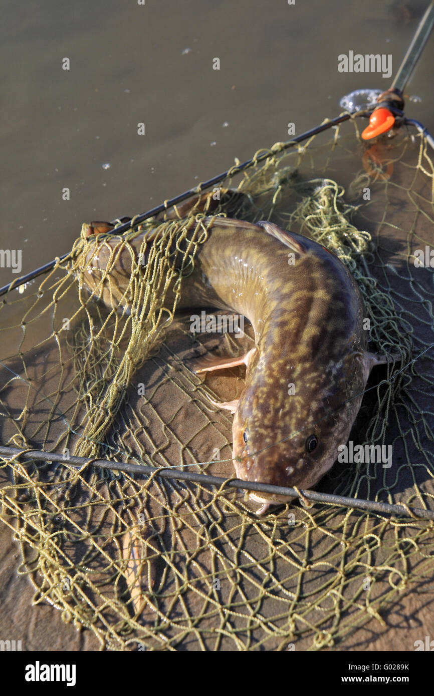 Freshwater predatory fish hi-res stock photography and images - Alamy