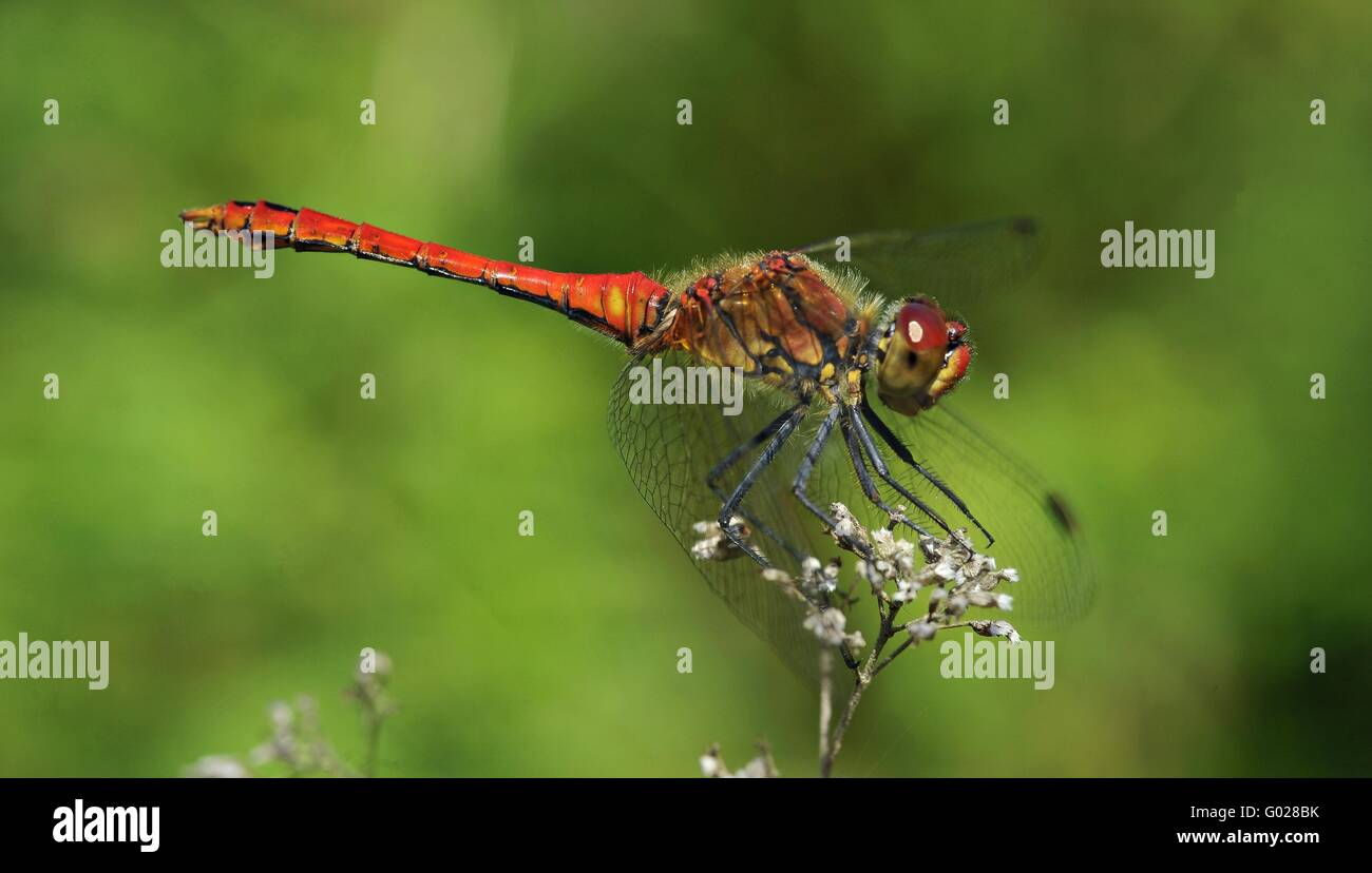 Blood Red Darter Stock Photo - Alamy