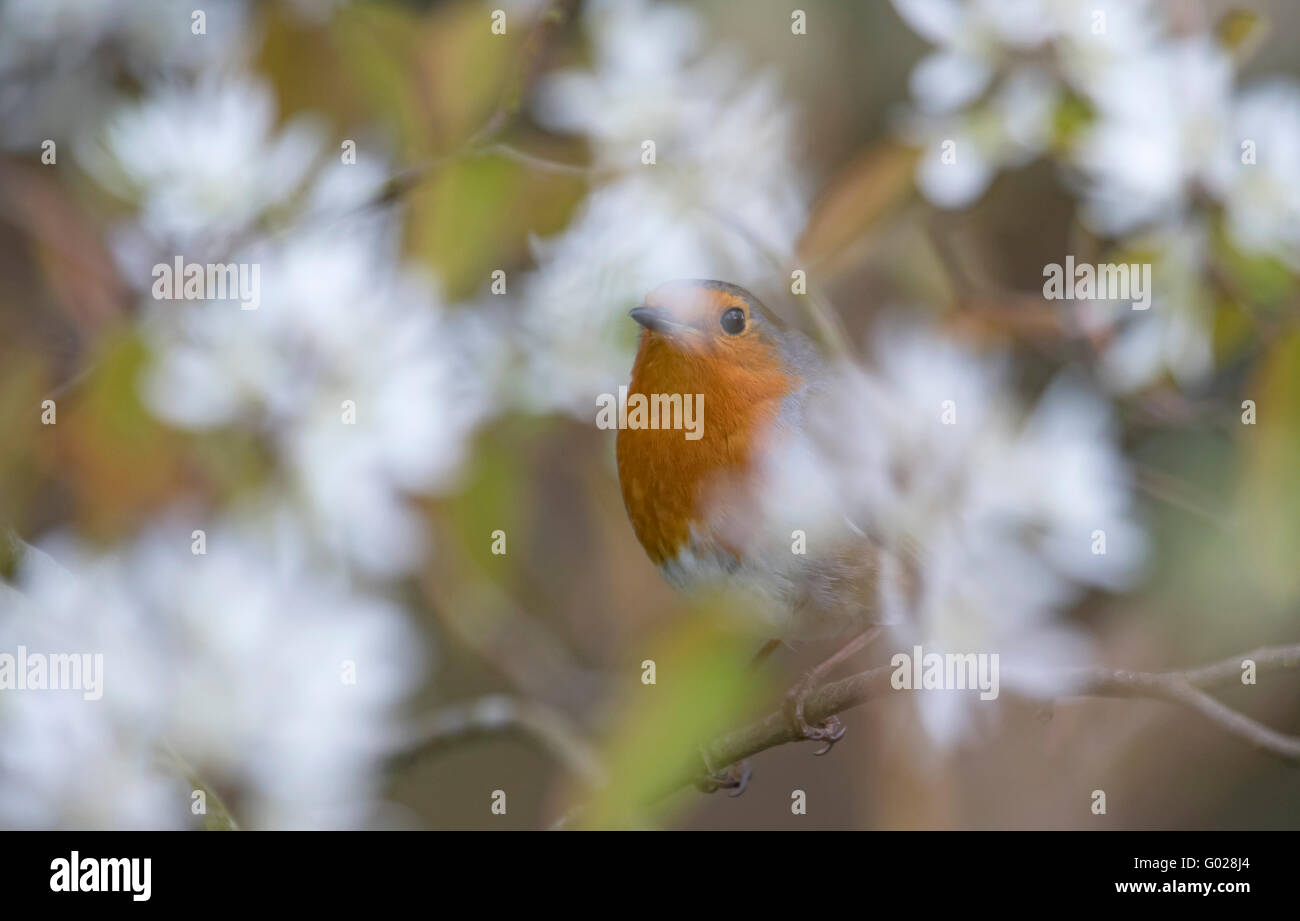 Robin spring blossom hi-res stock photography and images - Alamy