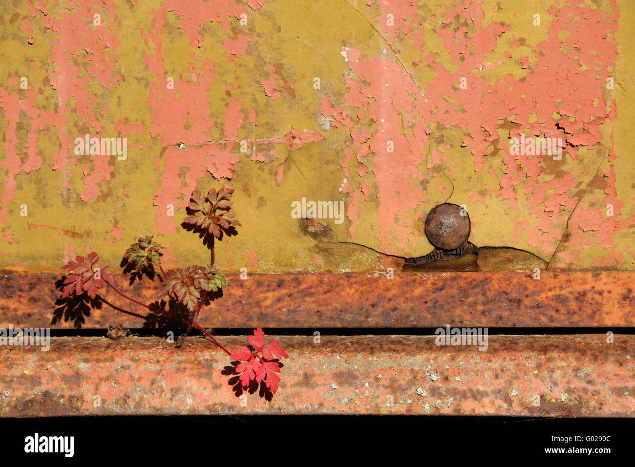 Plants for rust Stock Photo - Alamy