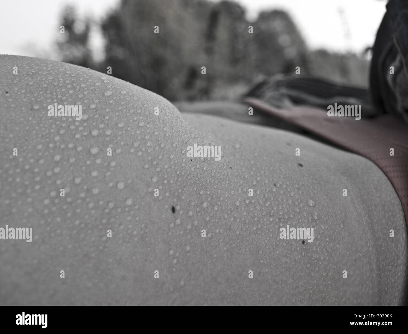 Drops of sweat hi-res stock photography and images - Alamy