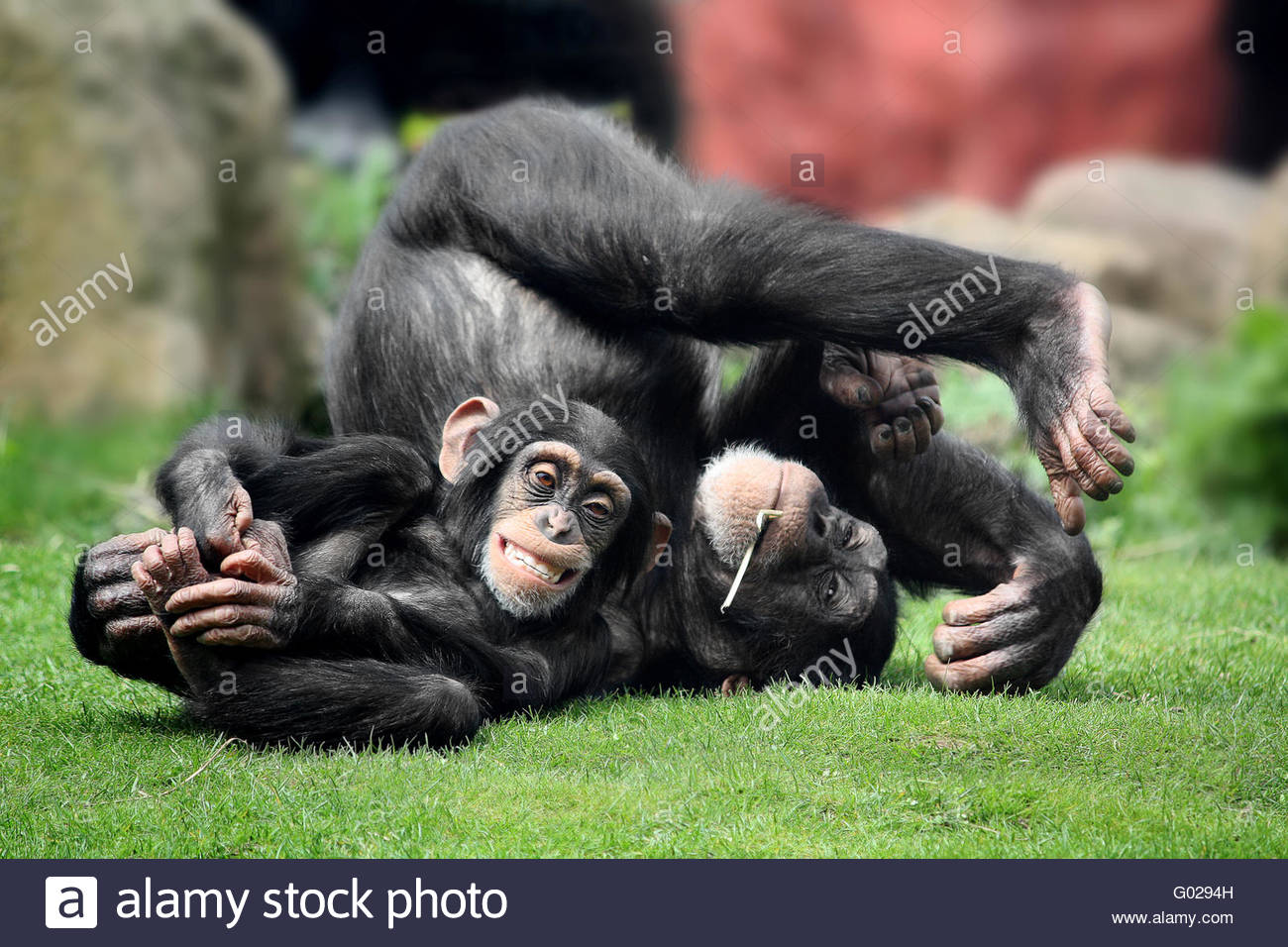 Gemeiner Schimpanse High Resolution Stock Photography and Images - Alamy