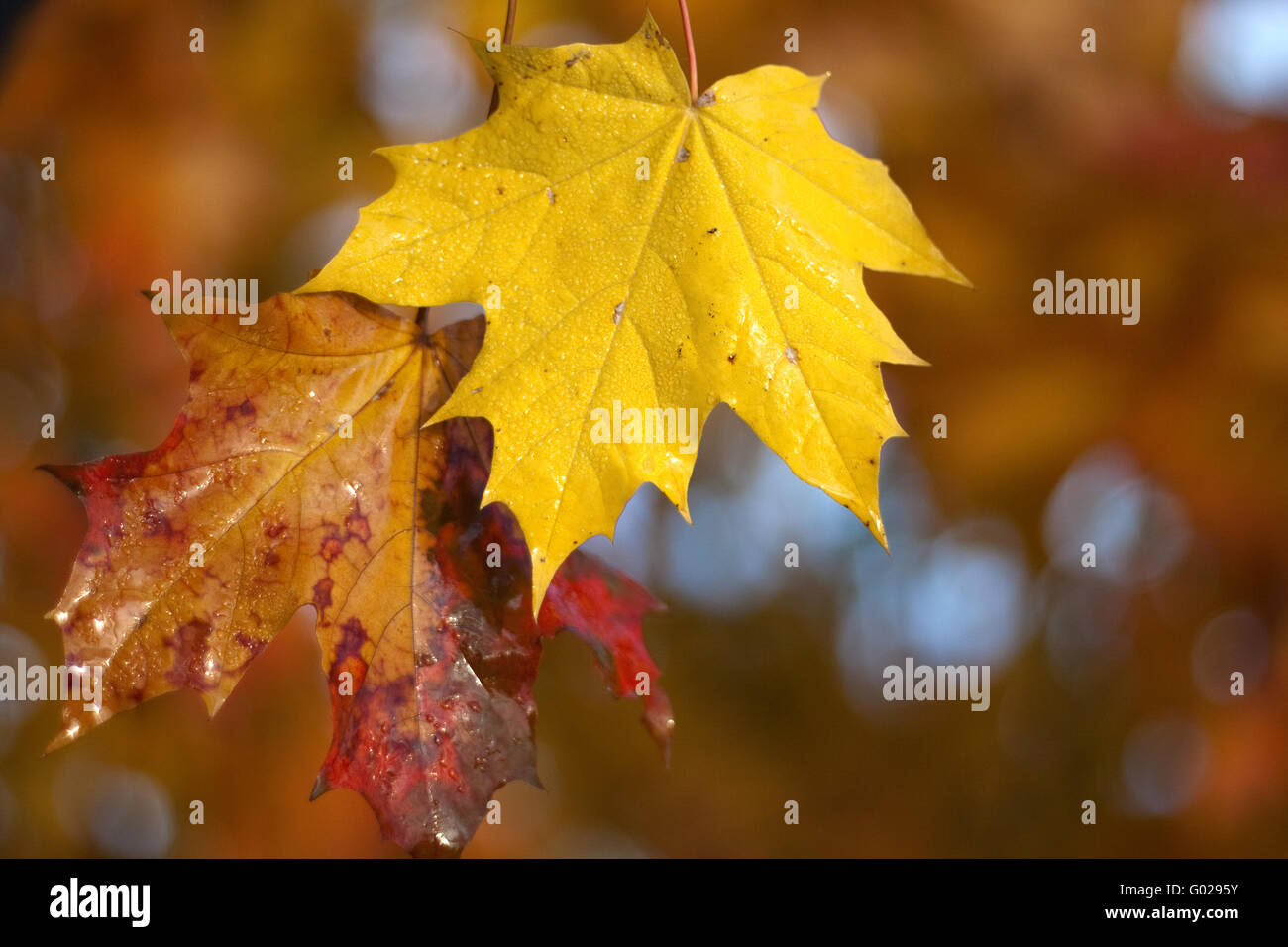 Maple leaf background Stock Photo - Alamy