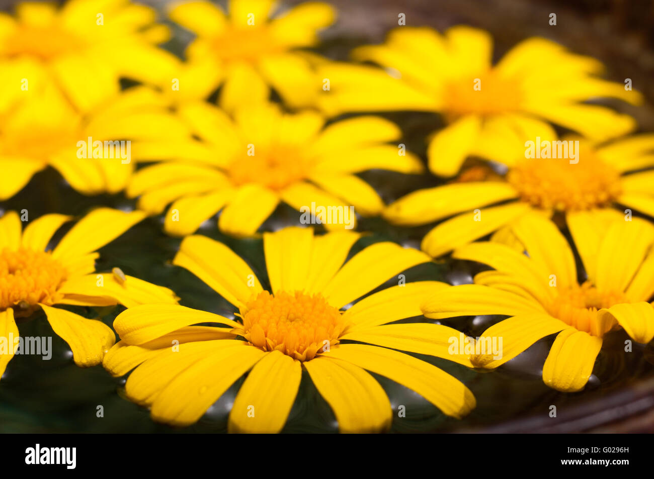 Close-up of beautiful floating yelliow daisies Stock Photo - Alamy