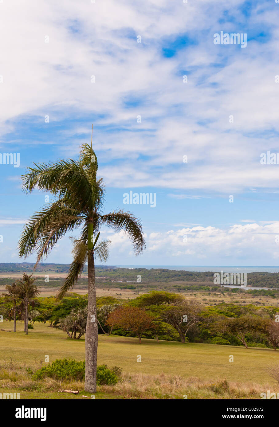 Zululand tree hi-res stock photography and images - Alamy