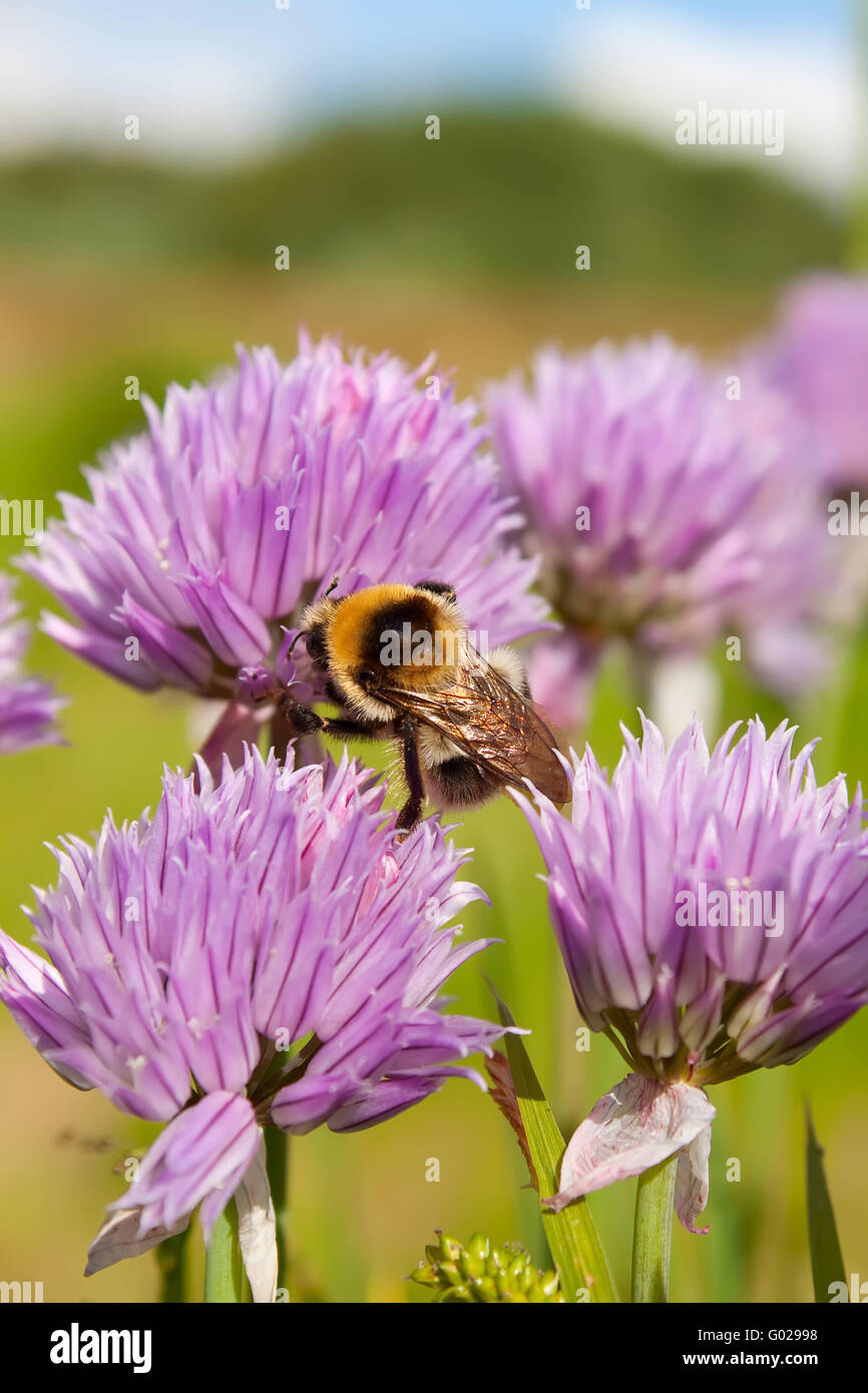 Bumblebee on a purple Flower 1 Stock Photo - Alamy