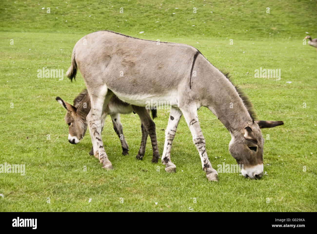 Grey donkeys hi-res stock photography and images - Alamy