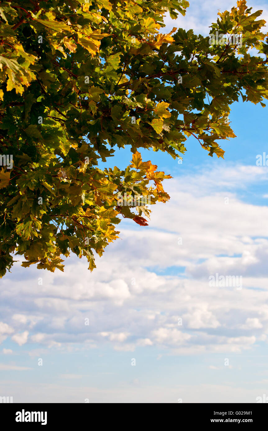 Young oak tree with autumn colors Stock Photo - Alamy