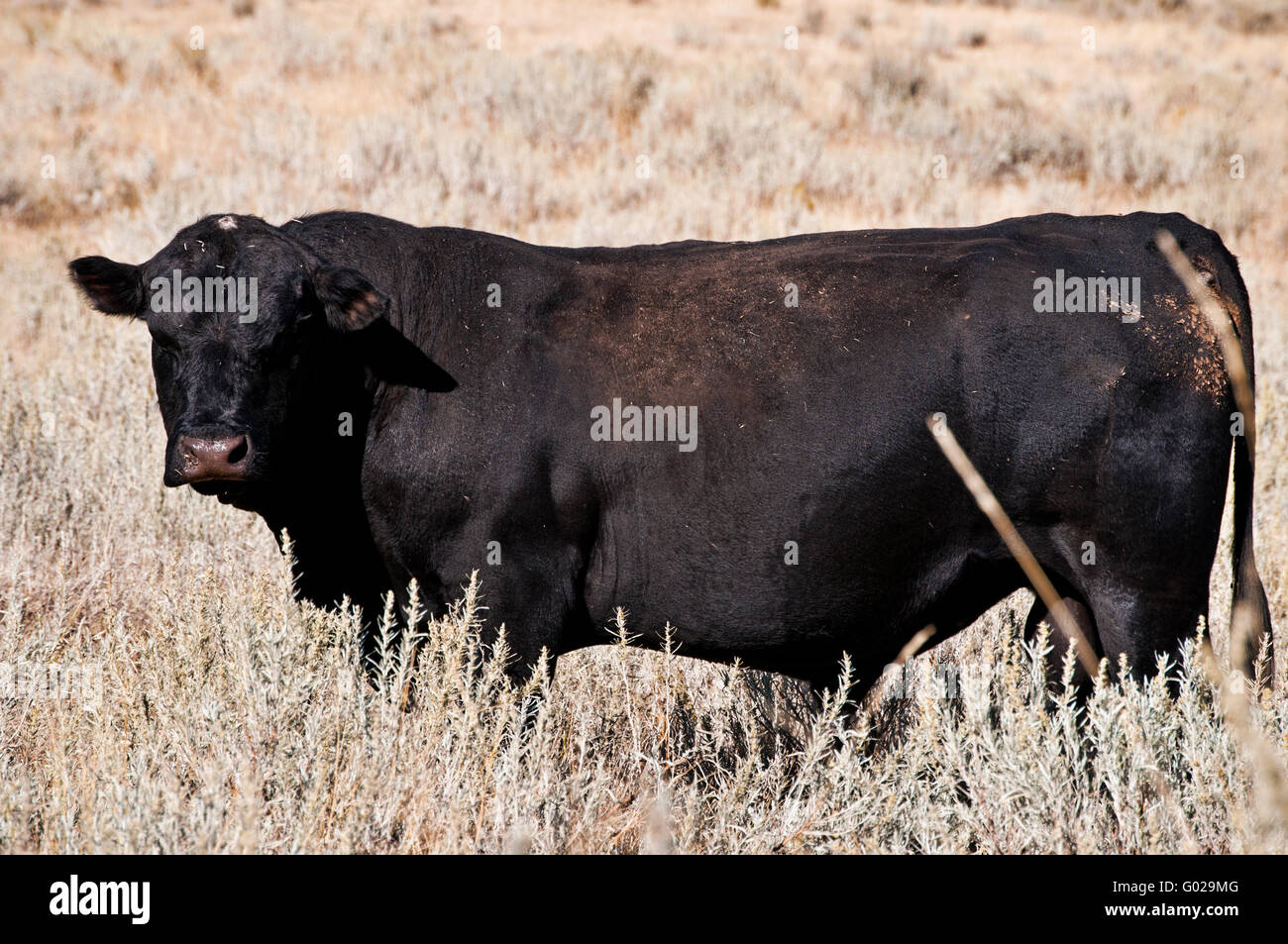 Angus bull in field hi-res stock photography and images - Alamy