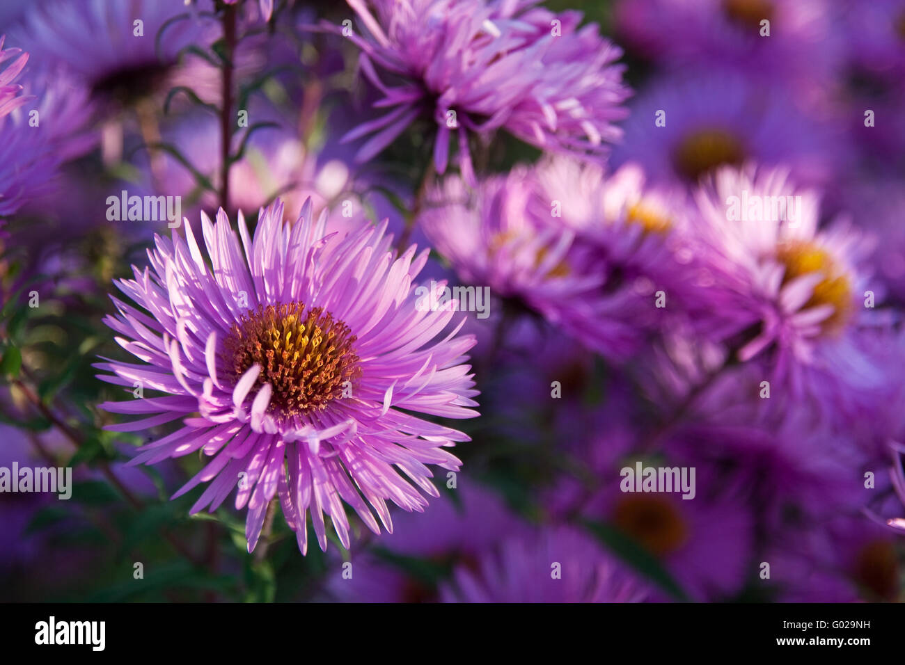 purple asters in the evening light Stock Photo - Alamy