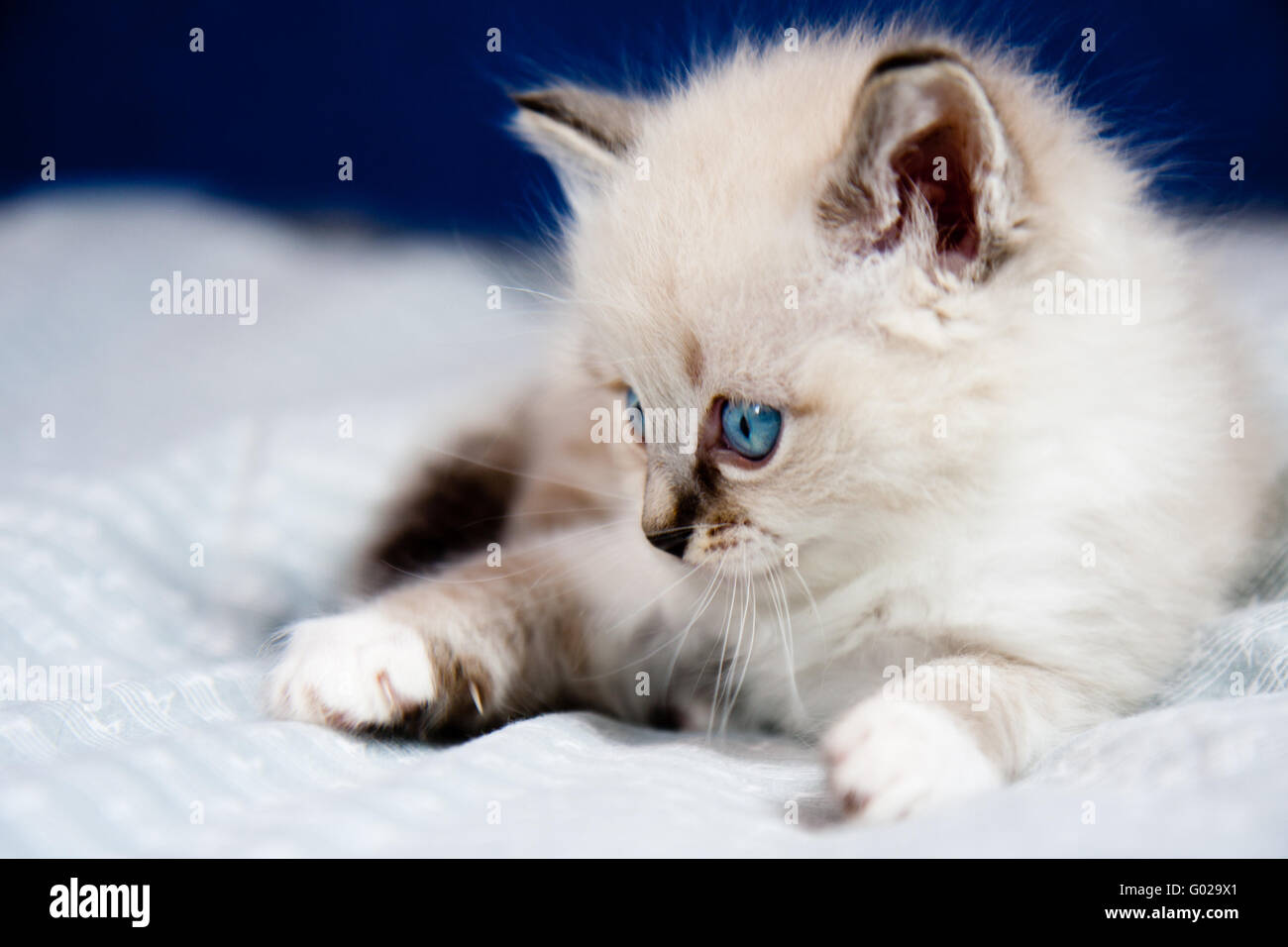 A kitten ready to hunt Stock Photo - Alamy