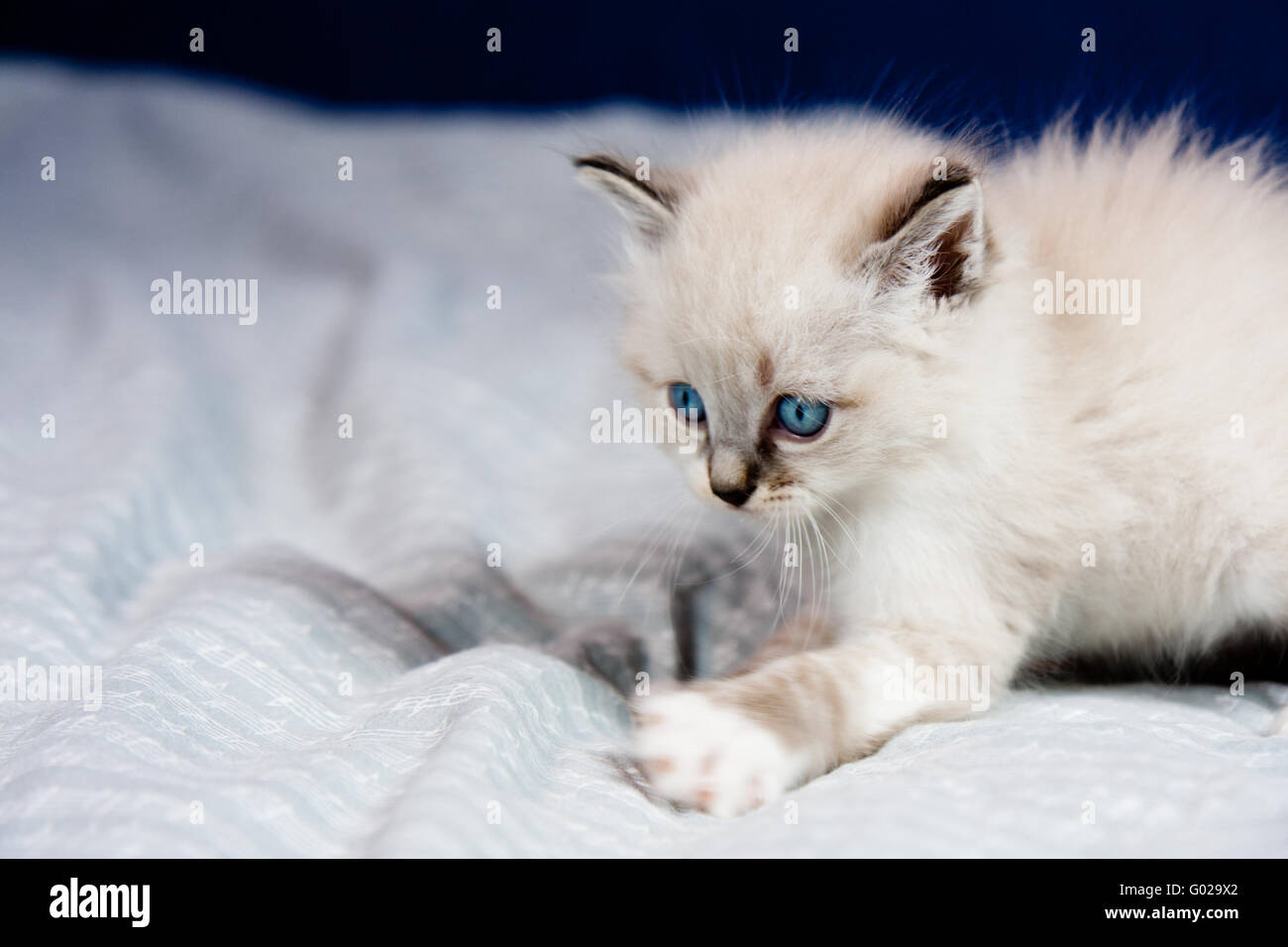 Ready to hunt Stock Photo - Alamy