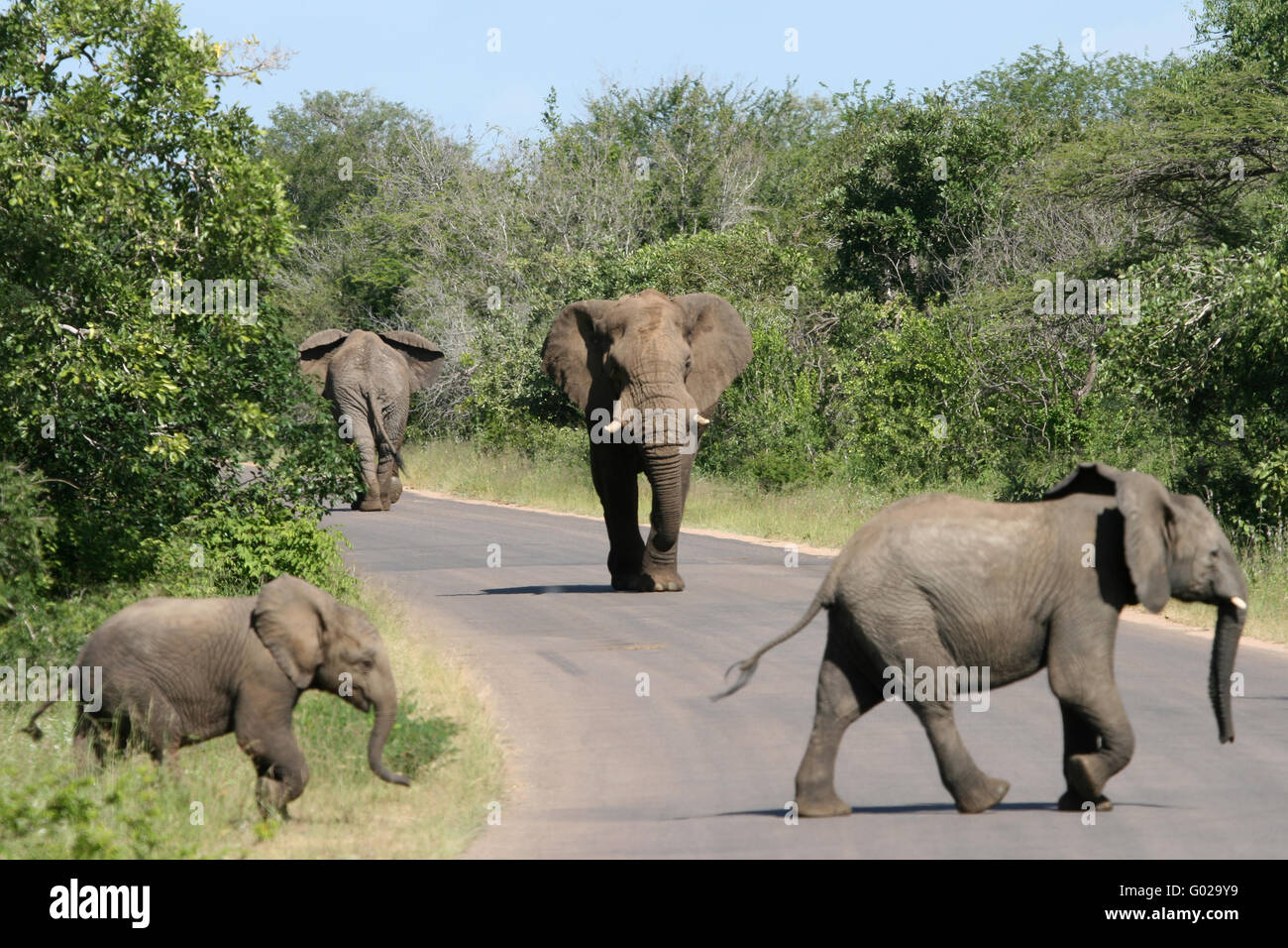 Elephant crossing road Stock Photo - Alamy