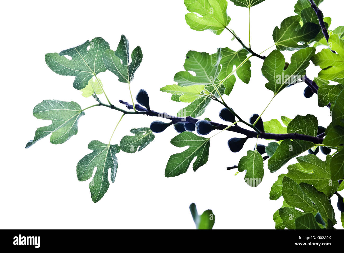 Deciduous broad leaf tree hi-res stock photography and images - Alamy