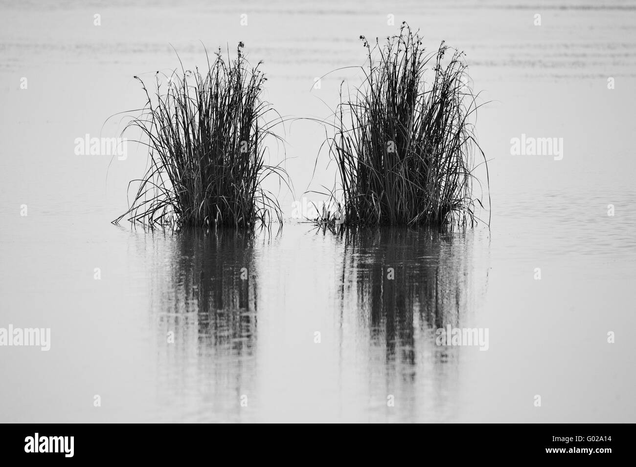 Reed blade Black and White Stock Photos & Images - Alamy
