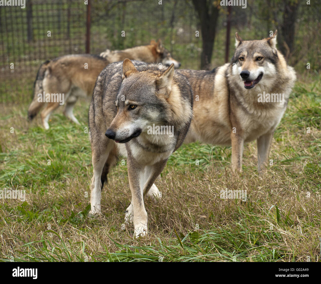 Wolf of serbia Stock Photo - Alamy