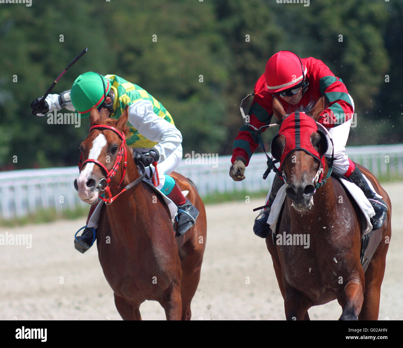 Speed animals hi-res stock photography and images - Alamy