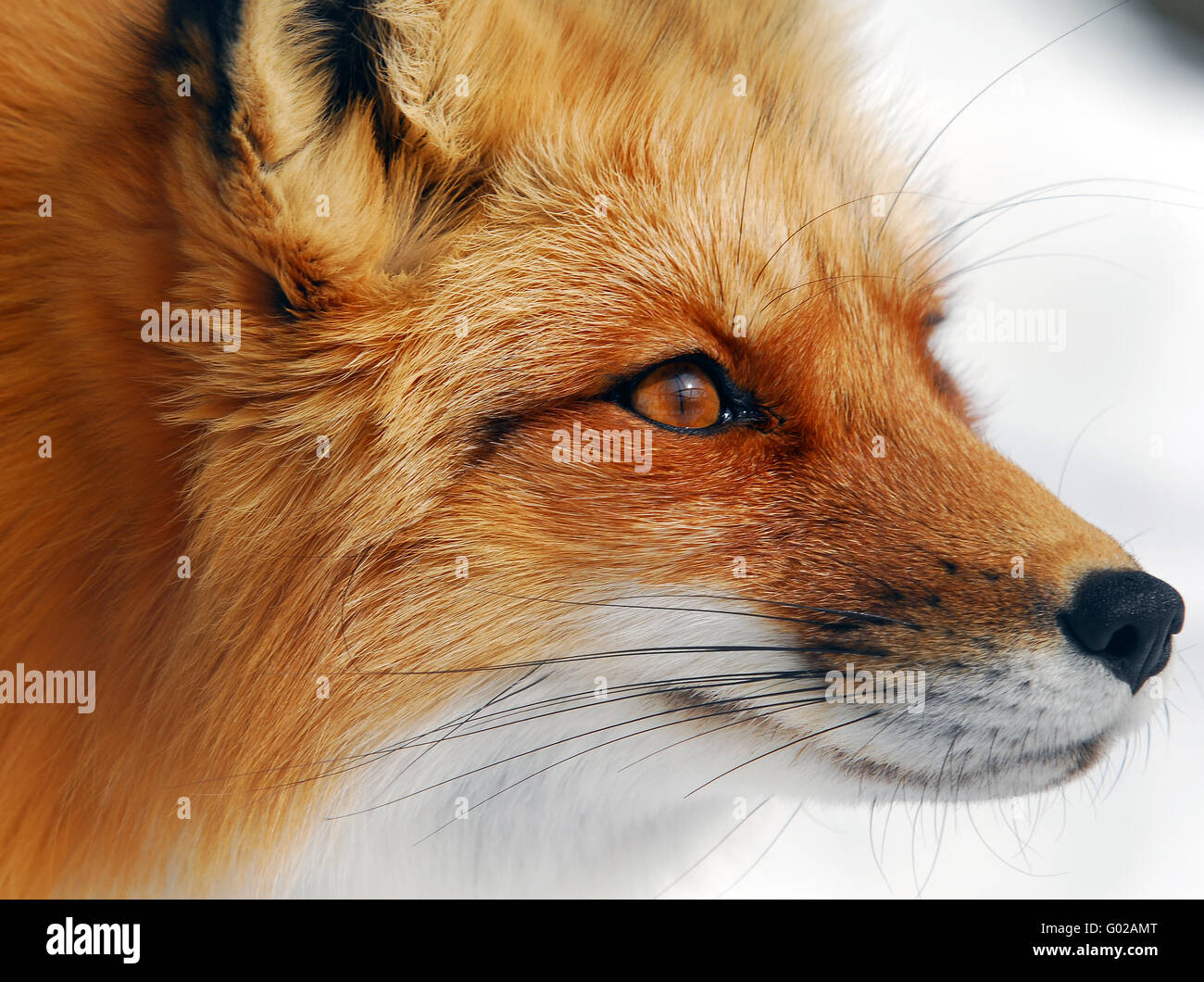Close-up picture of a wild Red Fox Stock Photo - Alamy