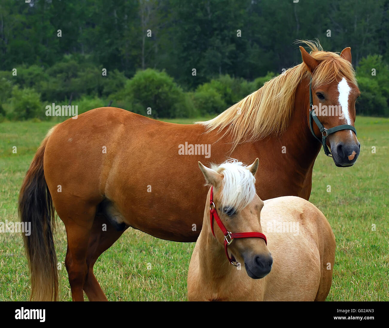 Tan Horse With Black Mane