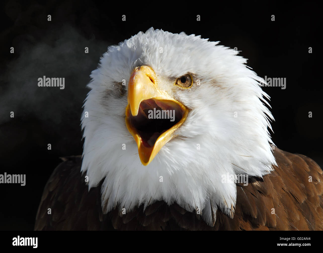 Wallpaper American Bald Eagle Screaming