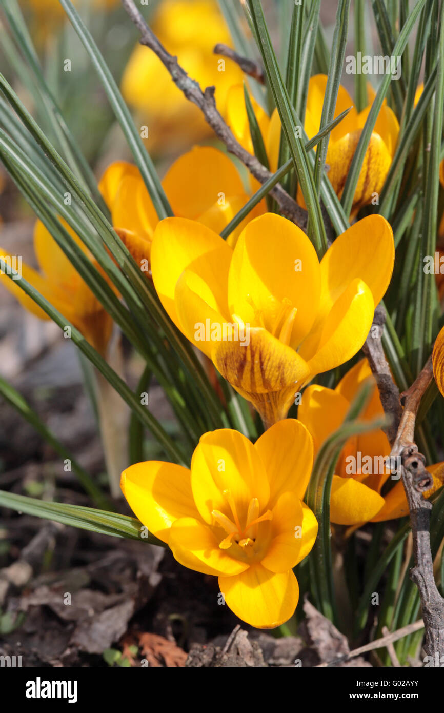 Jumping crocus hi-res stock photography and images - Alamy