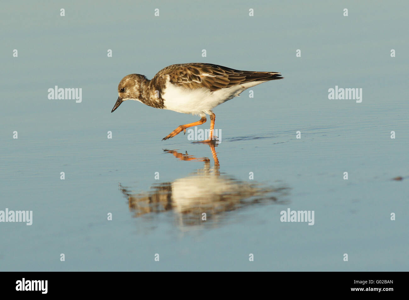 Bird searching for water hi-res stock photography and images - Alamy