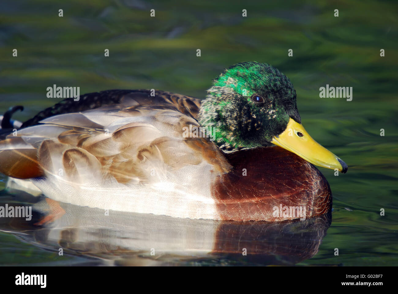 Close-up picture of a young male Mallard duck that is changing his ...