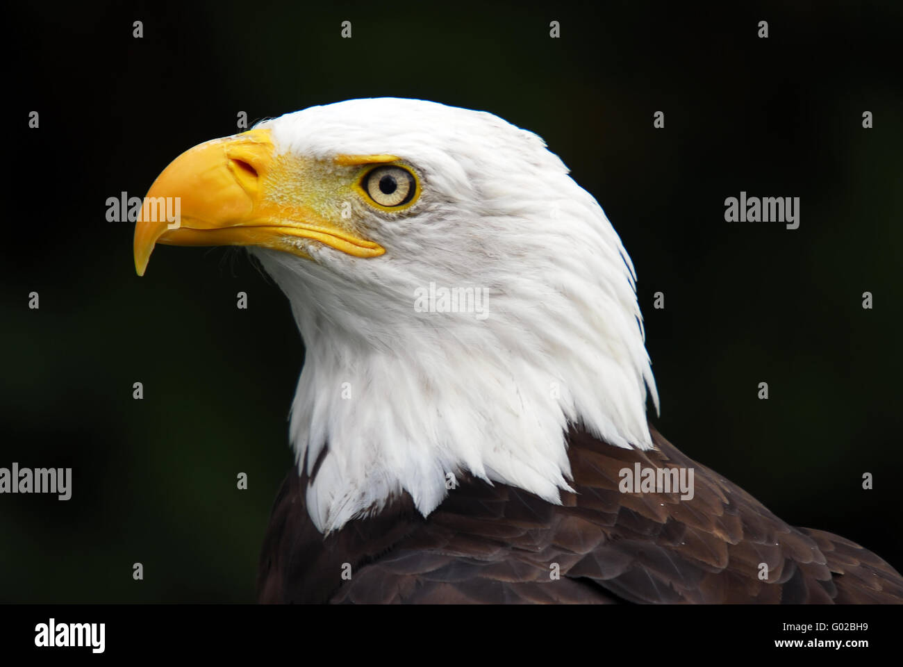 Fea symbol hi-res stock photography and images - Alamy