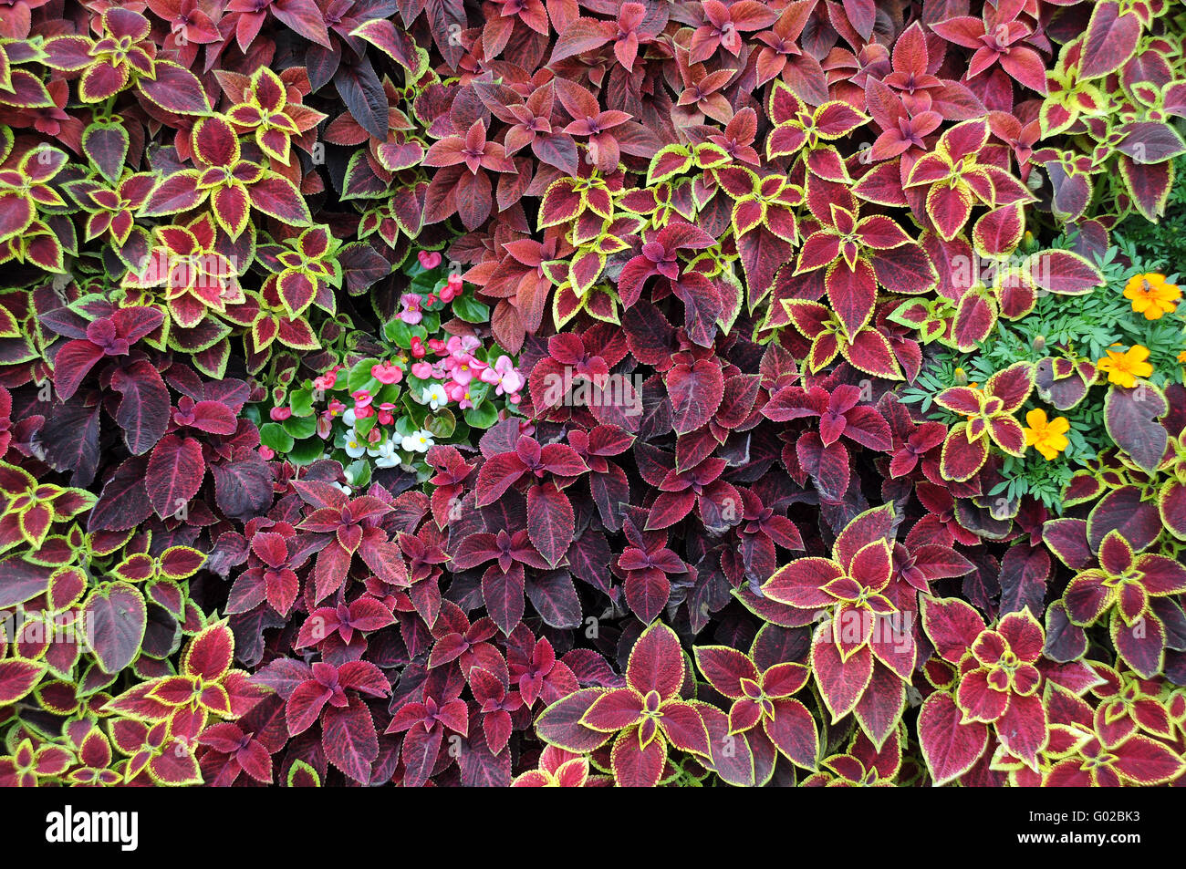 Design of Flowers Stock Photo - Alamy