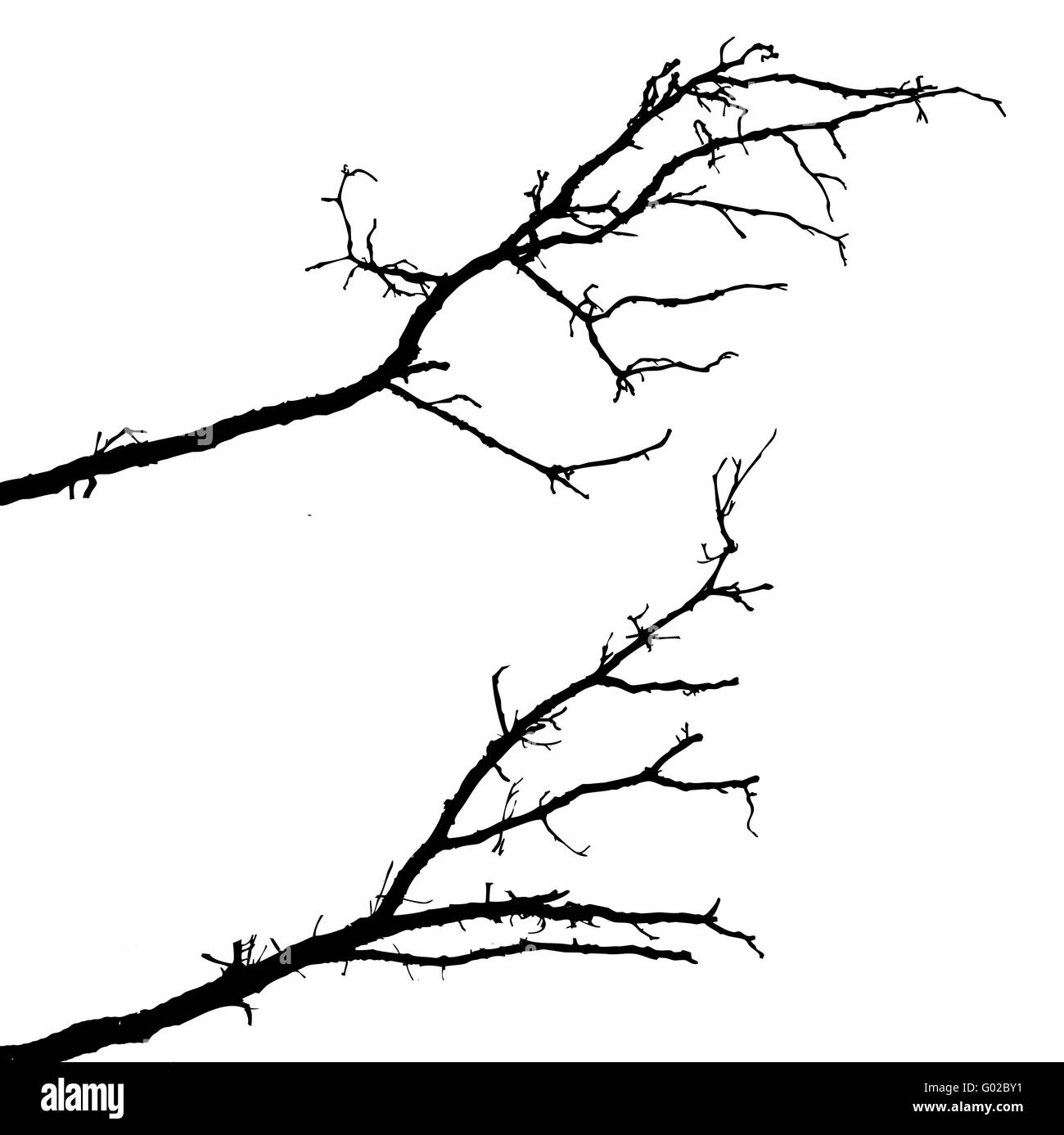vector silhouette of the branch tree on white background Stock Photo ...