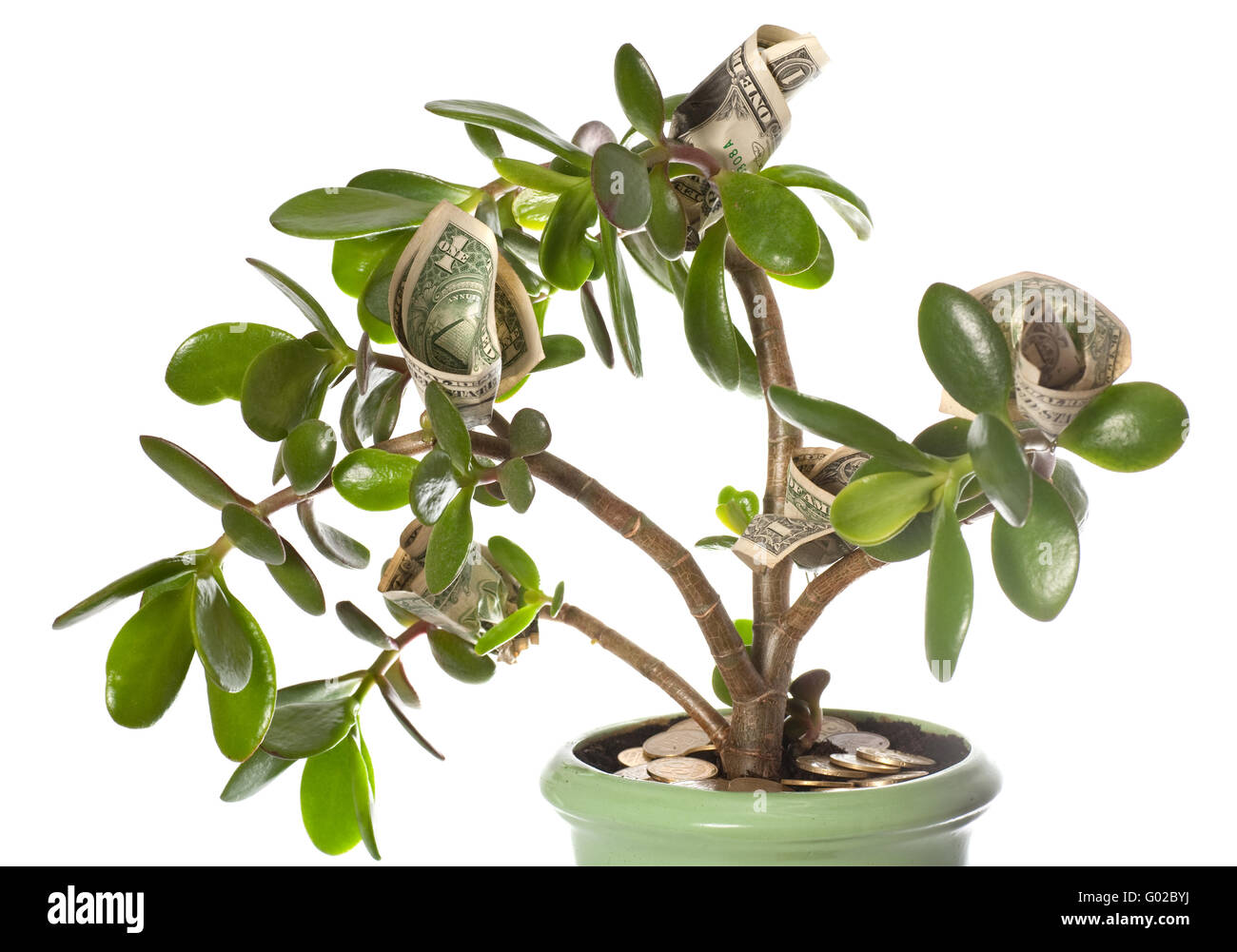Jade plant with dollar bills isolated on white (blossoming money tree ...
