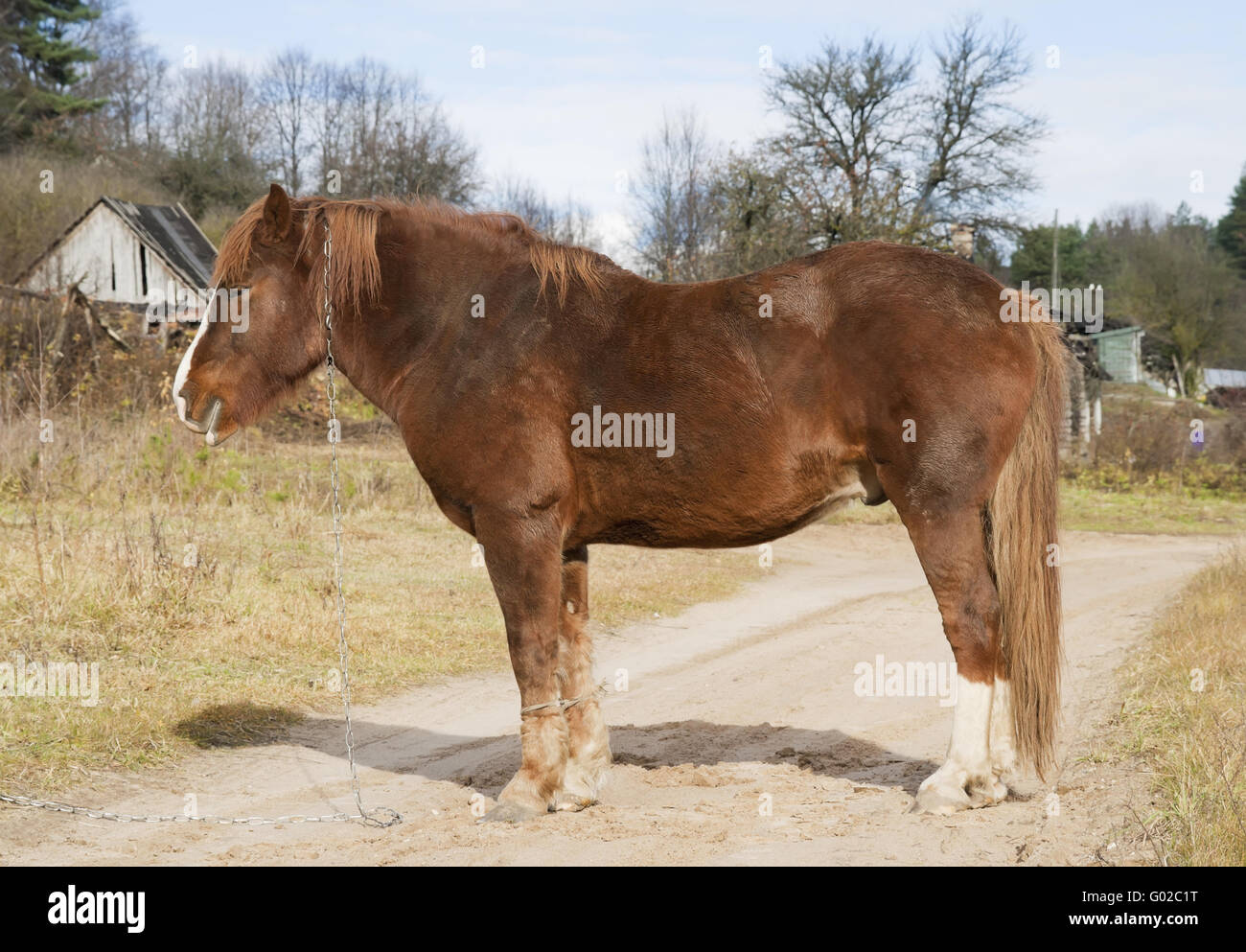 The old sick horse with the fastened feet costs on rural road Stock ...