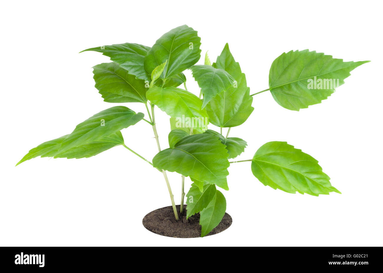 Sapling a favourite indoor plant Chinese Rose Stock Photo - Alamy